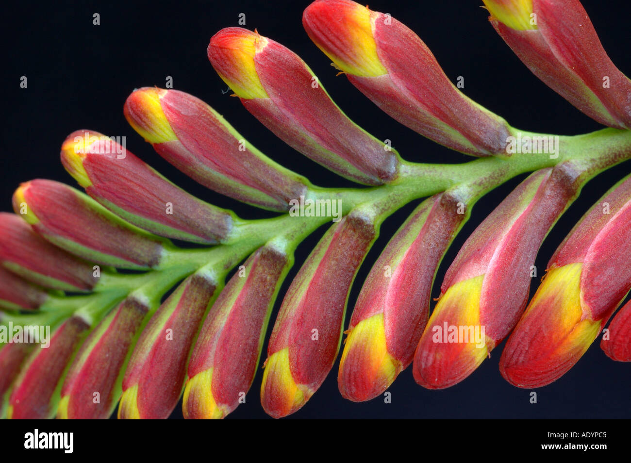 Crocosmia Lucifer flower buds Stock Photo - Alamy