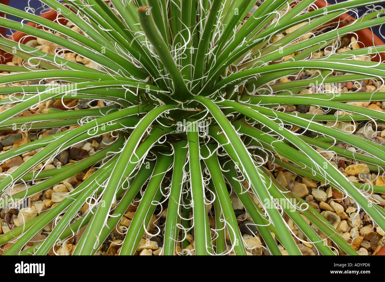 Agave stricta hi-res stock photography and images - Alamy