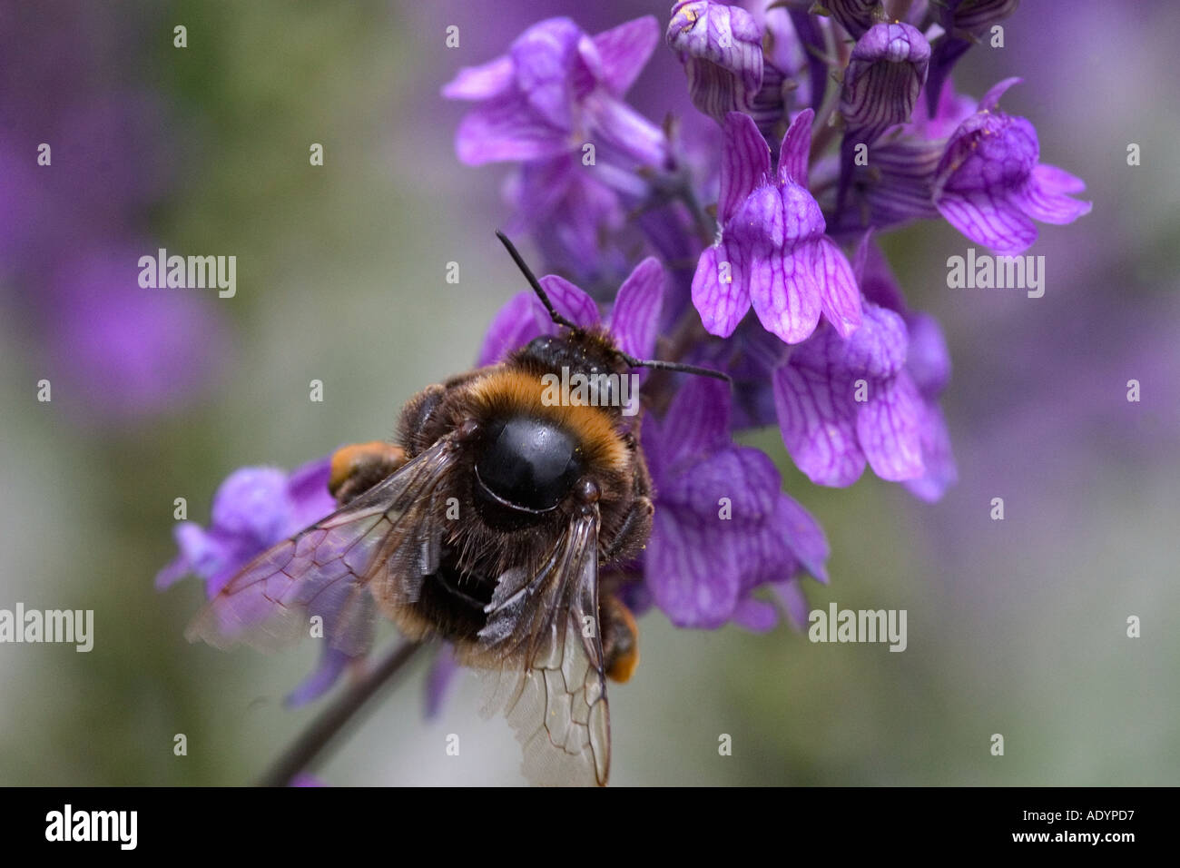 Bumble bee on blue flower collecting nectar Akaroa New Zealand Stock ...