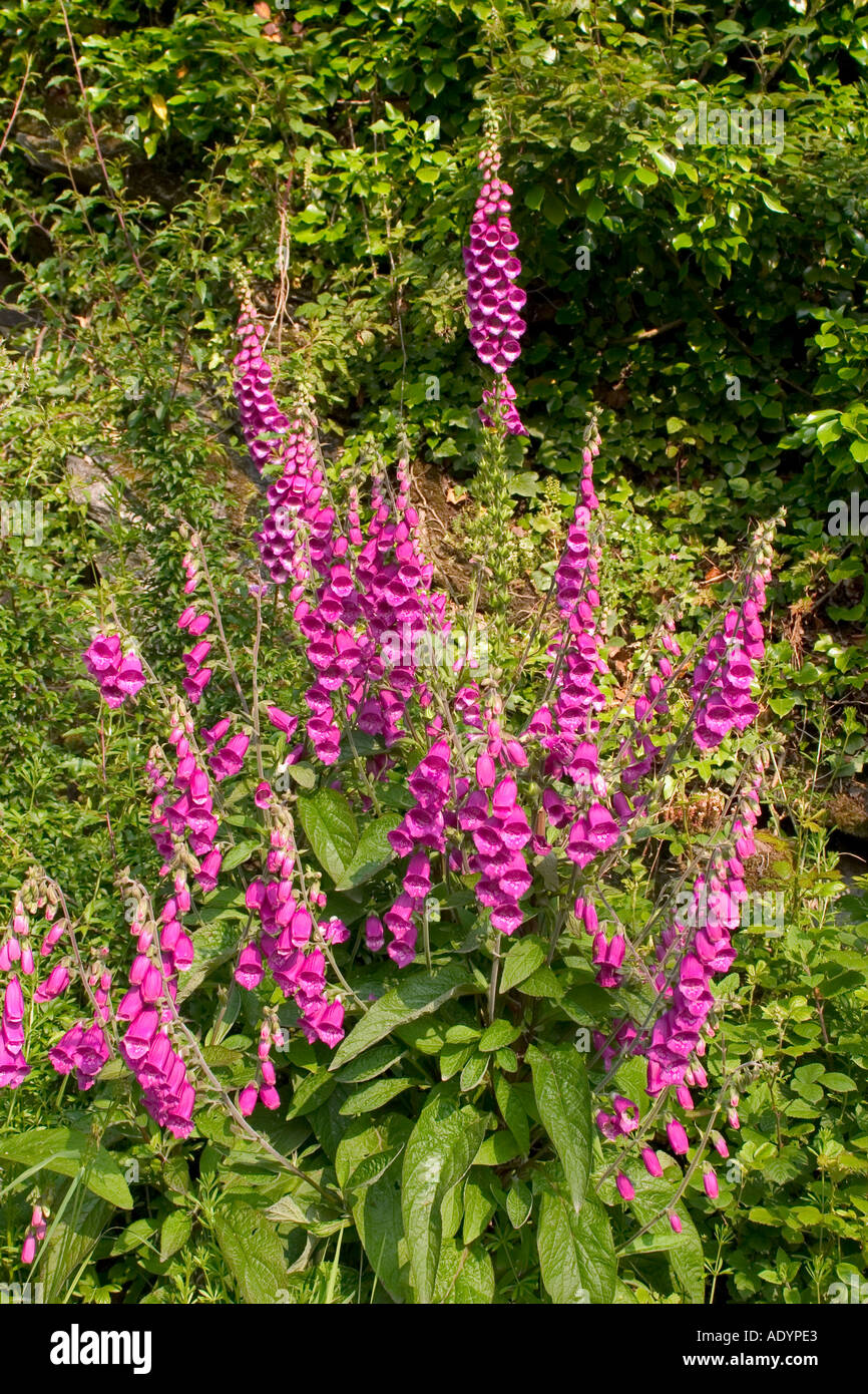 Group of foxgloves hi-res stock photography and images - Alamy