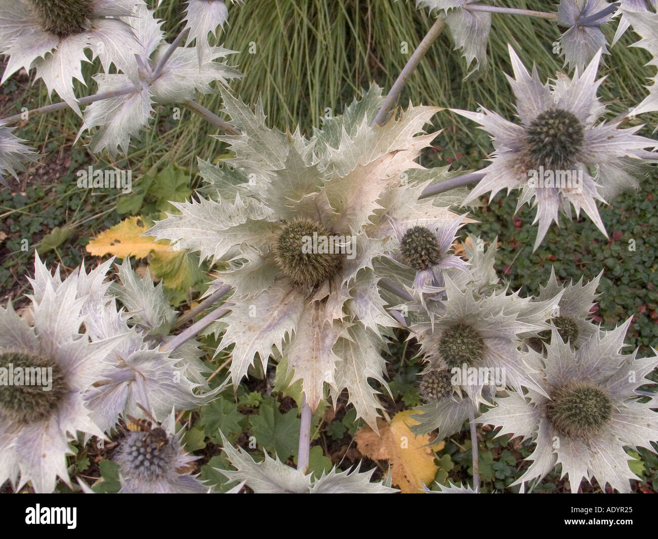 Eryngium Giganteum Wikipedia at Piper Walton blog