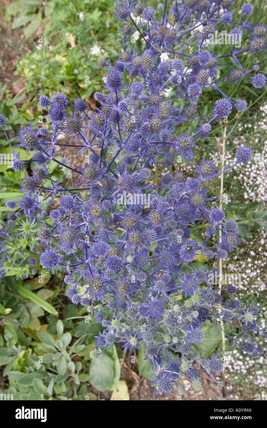 Beth gardens elmstead market near hi-res stock photography and images ...