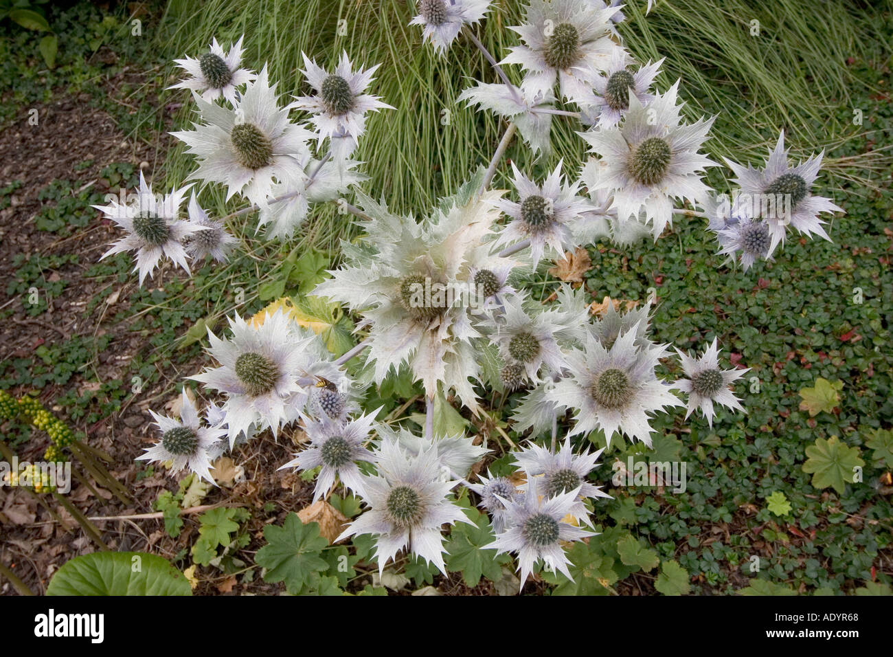 The Beth Chatto Gardens Elmstead Market near Colchester Essex Stock ...