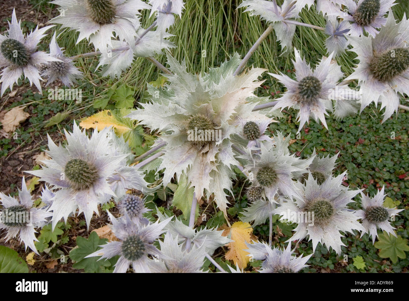 The Beth Chatto Gardens Elmstead Market near Colchester Essex GB UK ...