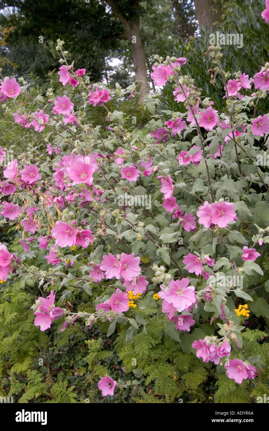 Corner of The Beth Chatto Gardens Elmstead Market near Colchester Essex ...