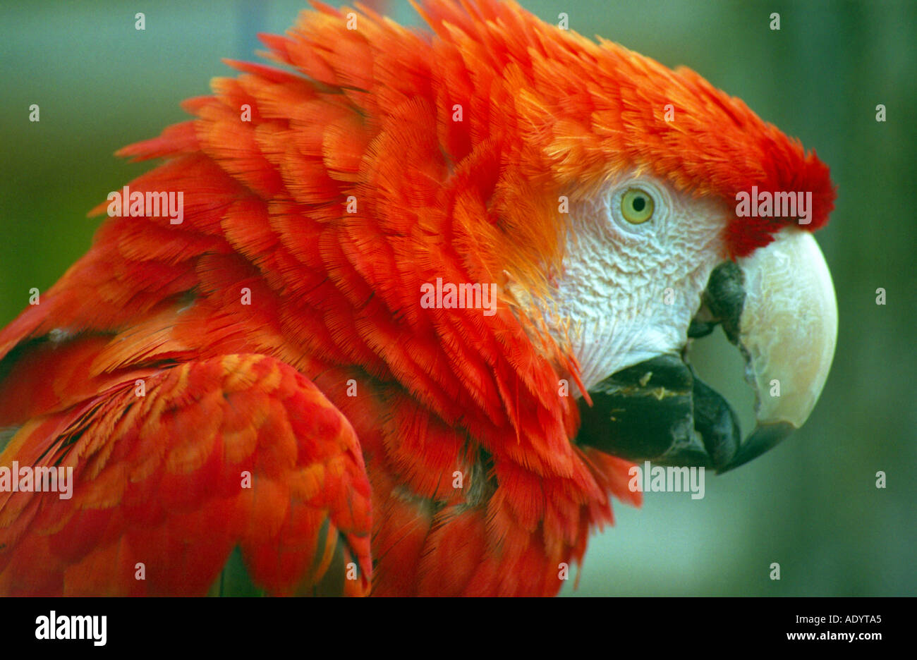 Animal Quarantine Zoo High Resolution Stock Photography and Images - Alamy