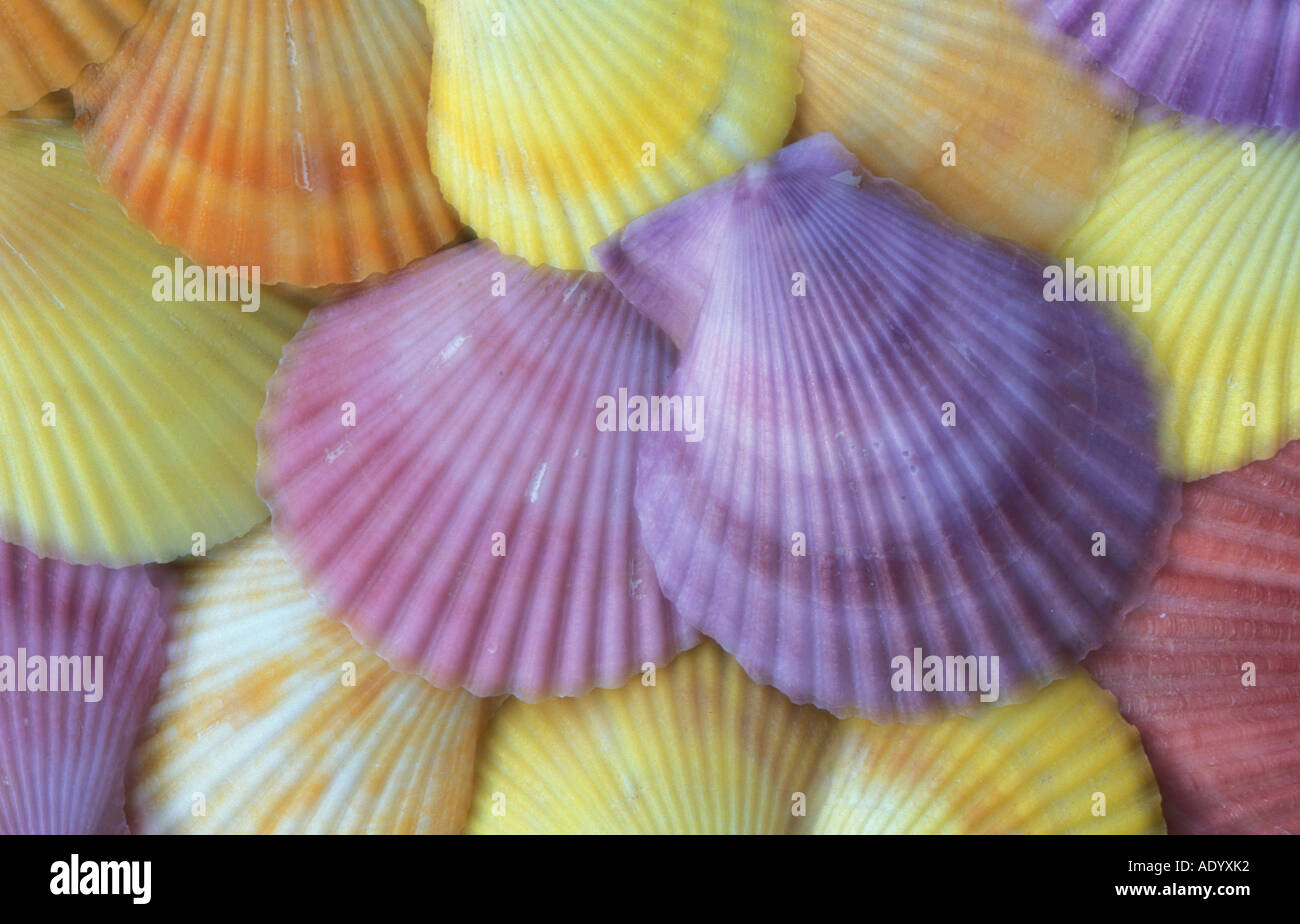 Scallops Kammuscheln Jakobsmuscheln Scallop Family Pectinidae Pecter ...