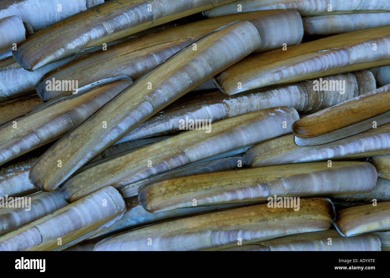Common Razor Shell Nationalpark Wadttenmeer North Sea Nordsee Schleswig ...