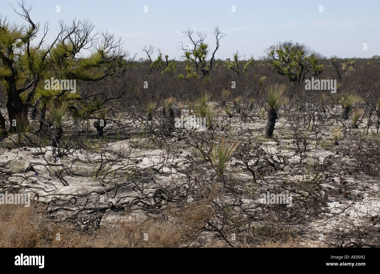 new growth after bush fire in Western Australia Stock Photo - Alamy
