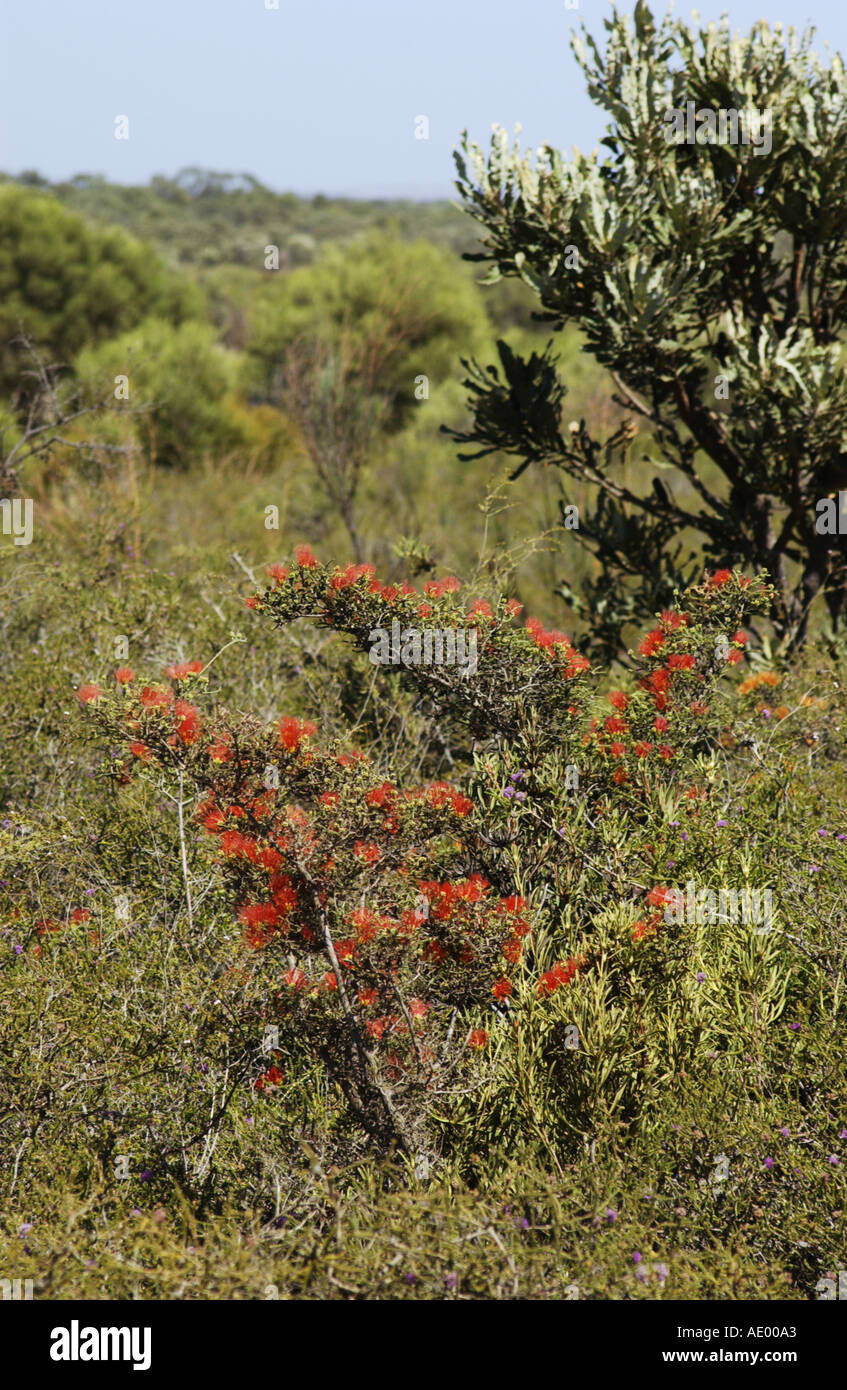 wild flowers on bush in Australian outback Stock Photo - Alamy