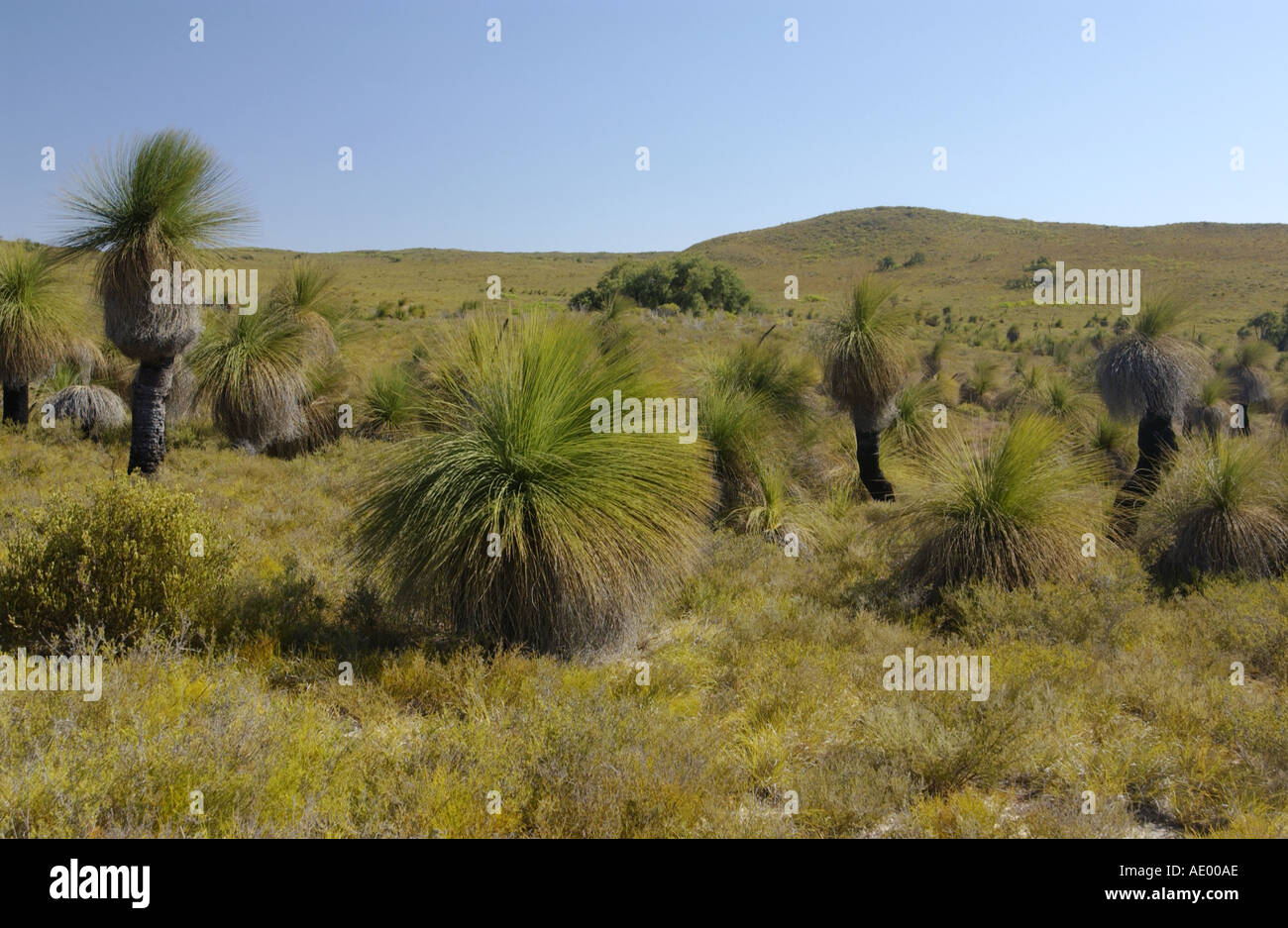 Australe Grass Trees in the outback Western Australia Stock Photo - Alamy