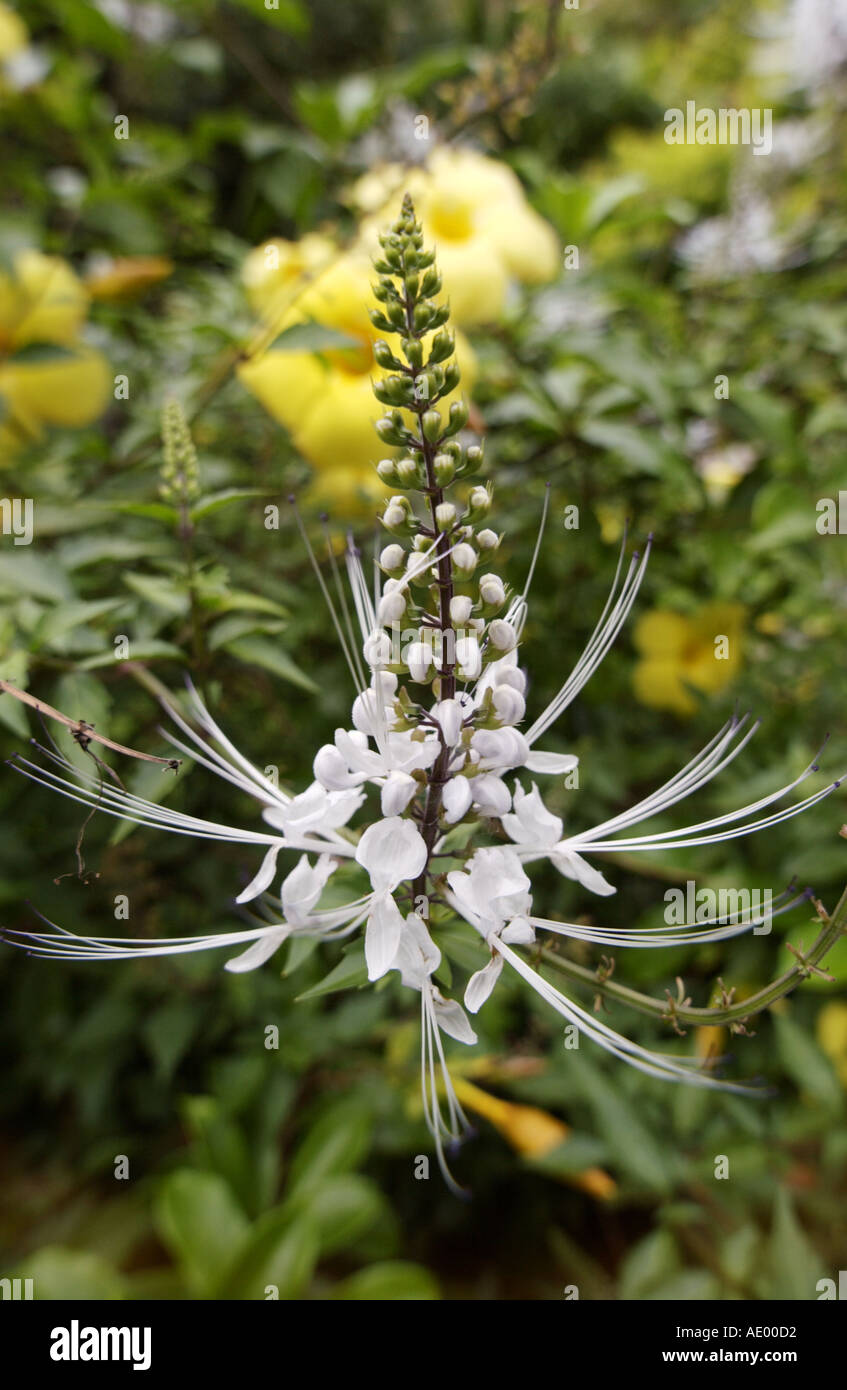 Botanical garden in australia hi-res stock photography and images - Alamy