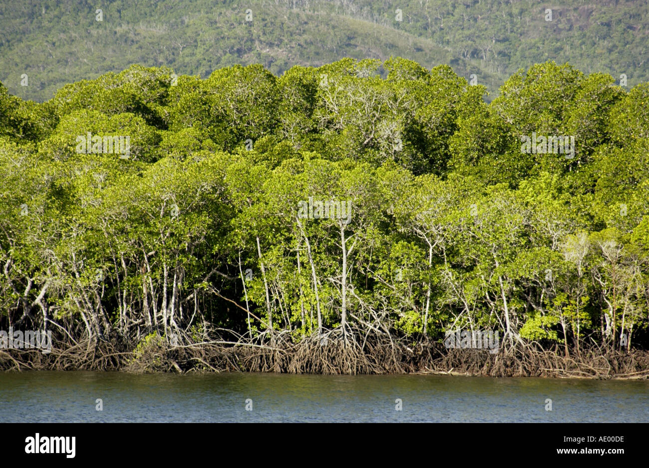 Rhizophora stylosa hi-res stock photography and images - Alamy