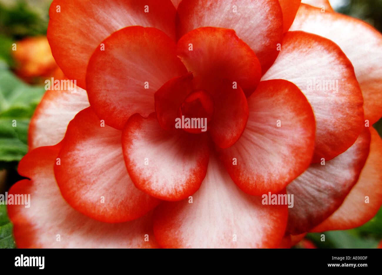 Australian flower hi-res stock photography and images - Alamy