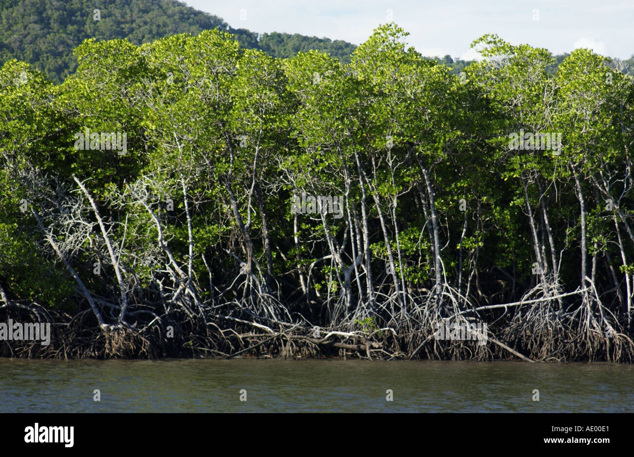 Rhizophora Stylosa - Red Mangrove - Australia Stock Photo - Alamy