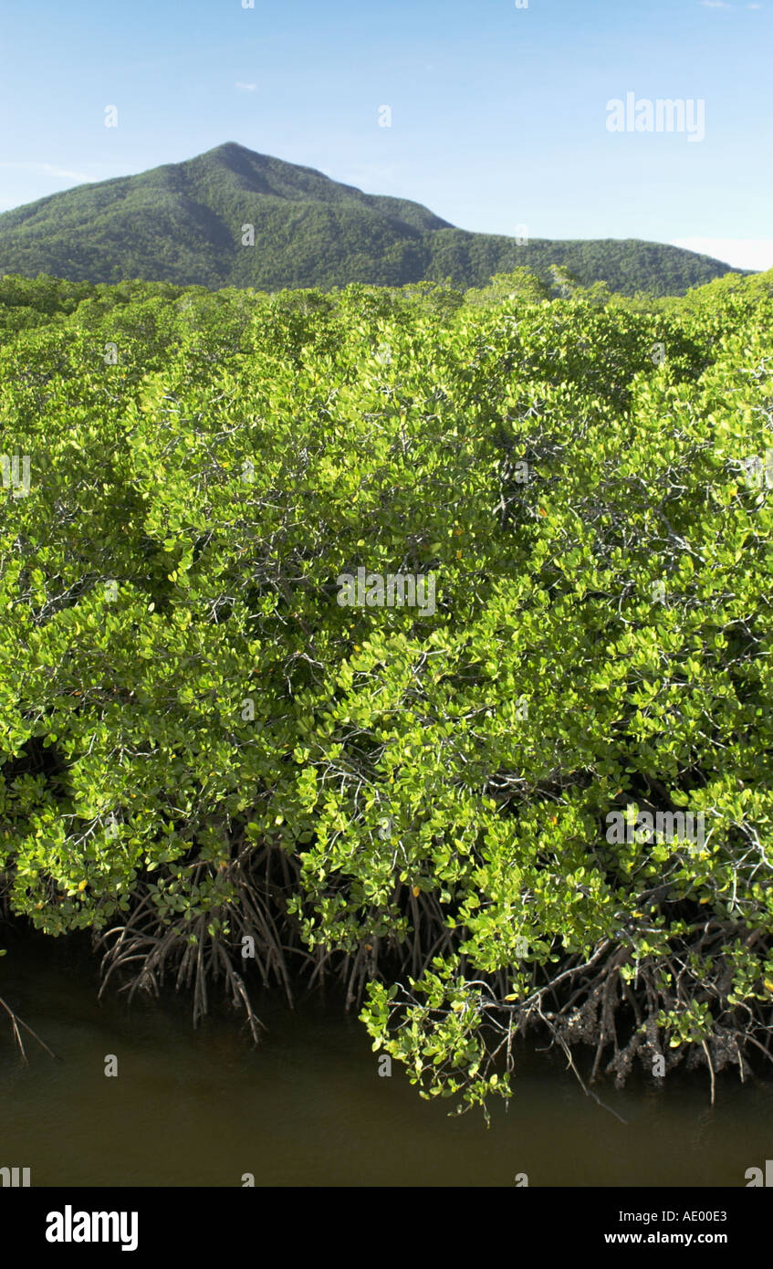 Rhizophora Stylosa - Red Mangrove - Australia Stock Photo - Alamy