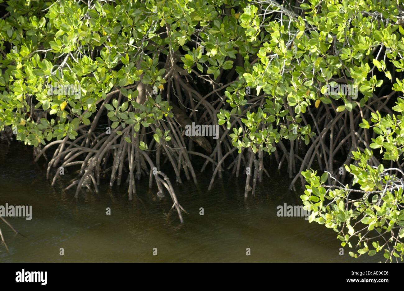 Rhizophora Stylosa - Red Mangrove Stock Photo - Alamy
