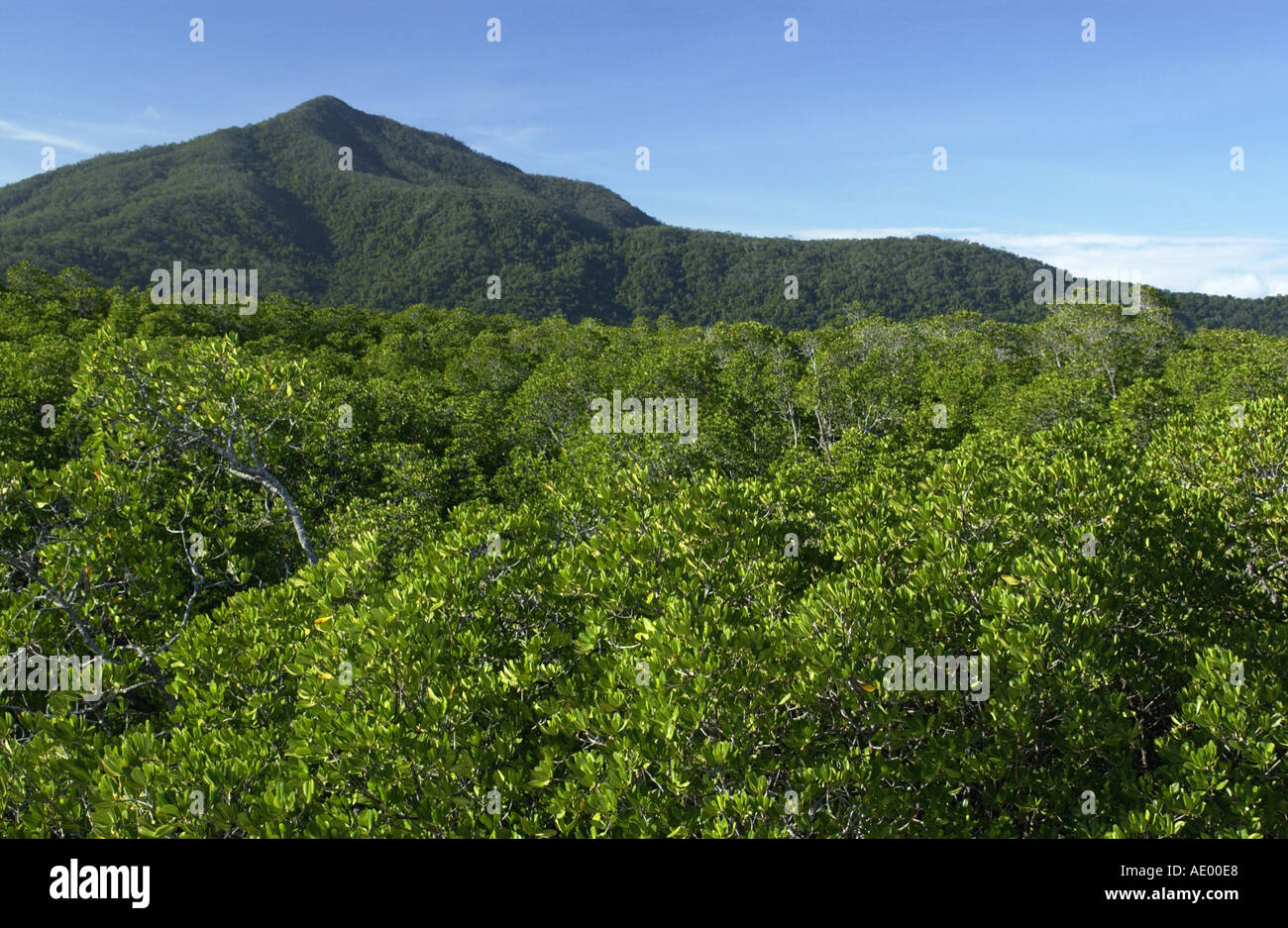 Hillside with forground of Red Mangrove trees - Rhizophora Stylosa ...