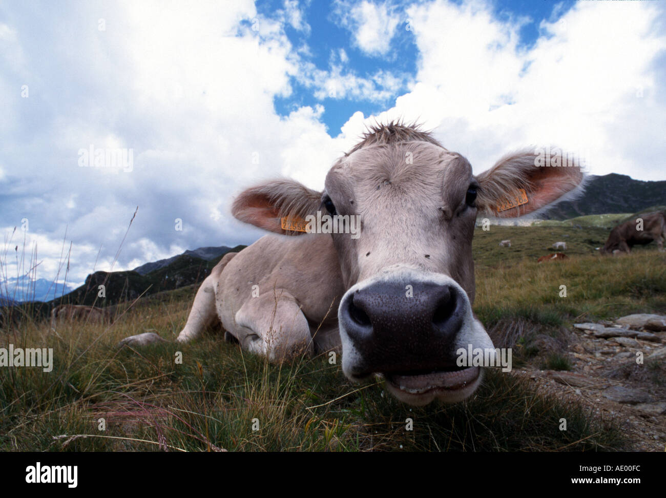 Kuh im Hochgebirge cow in high mountains Suisse Alpen Tessin Stock ...