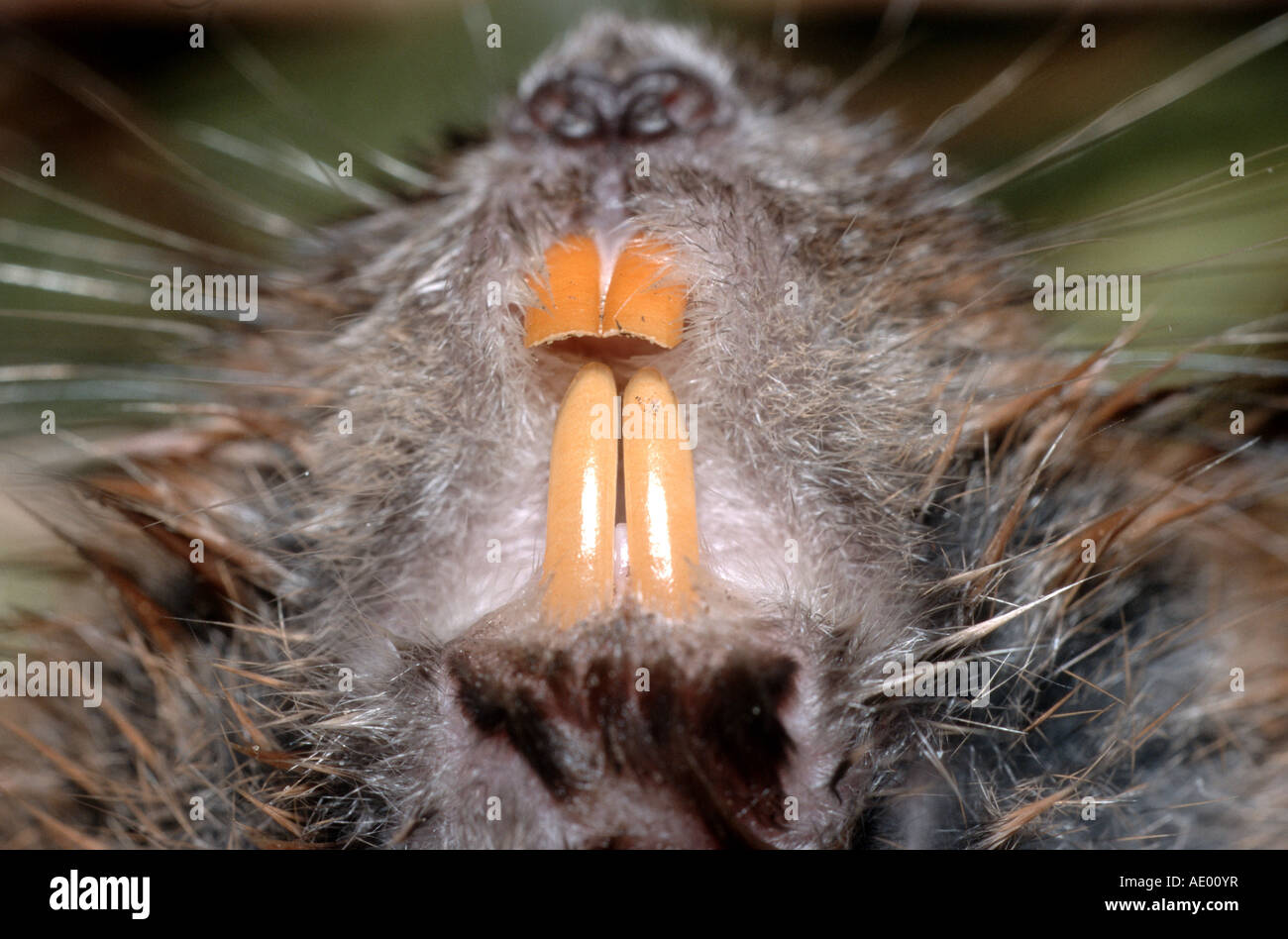 Vole Teeth