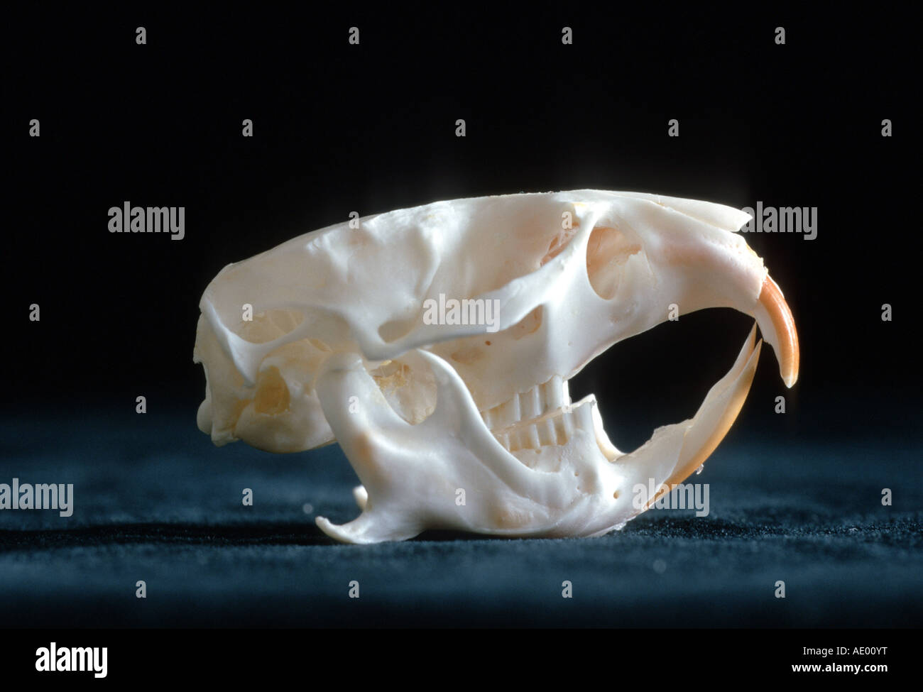 Vole Skull