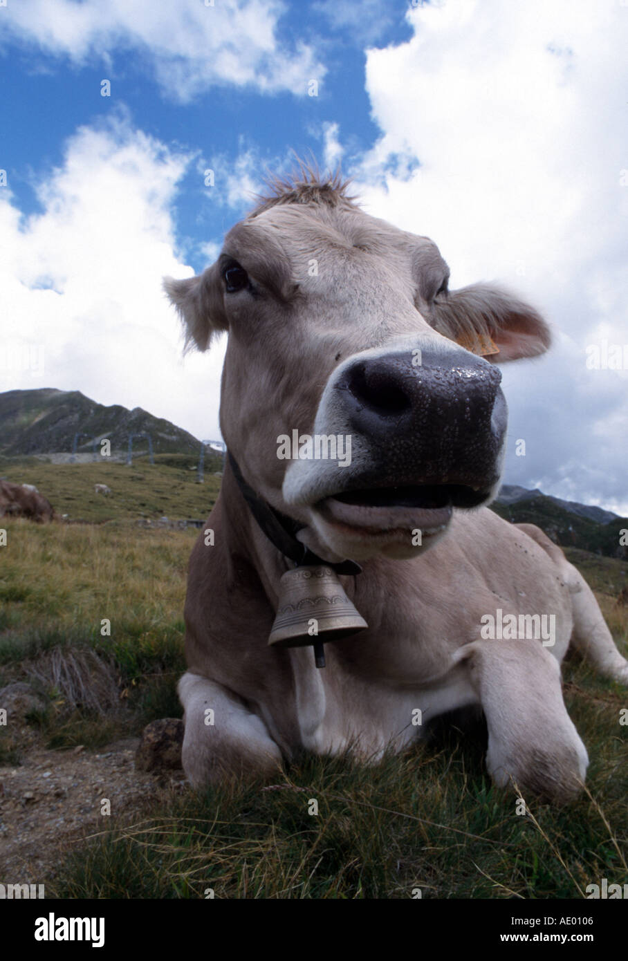 Kuh im Hochgebirge cow with bell in high mountains Suisse Alpen Tessin ...