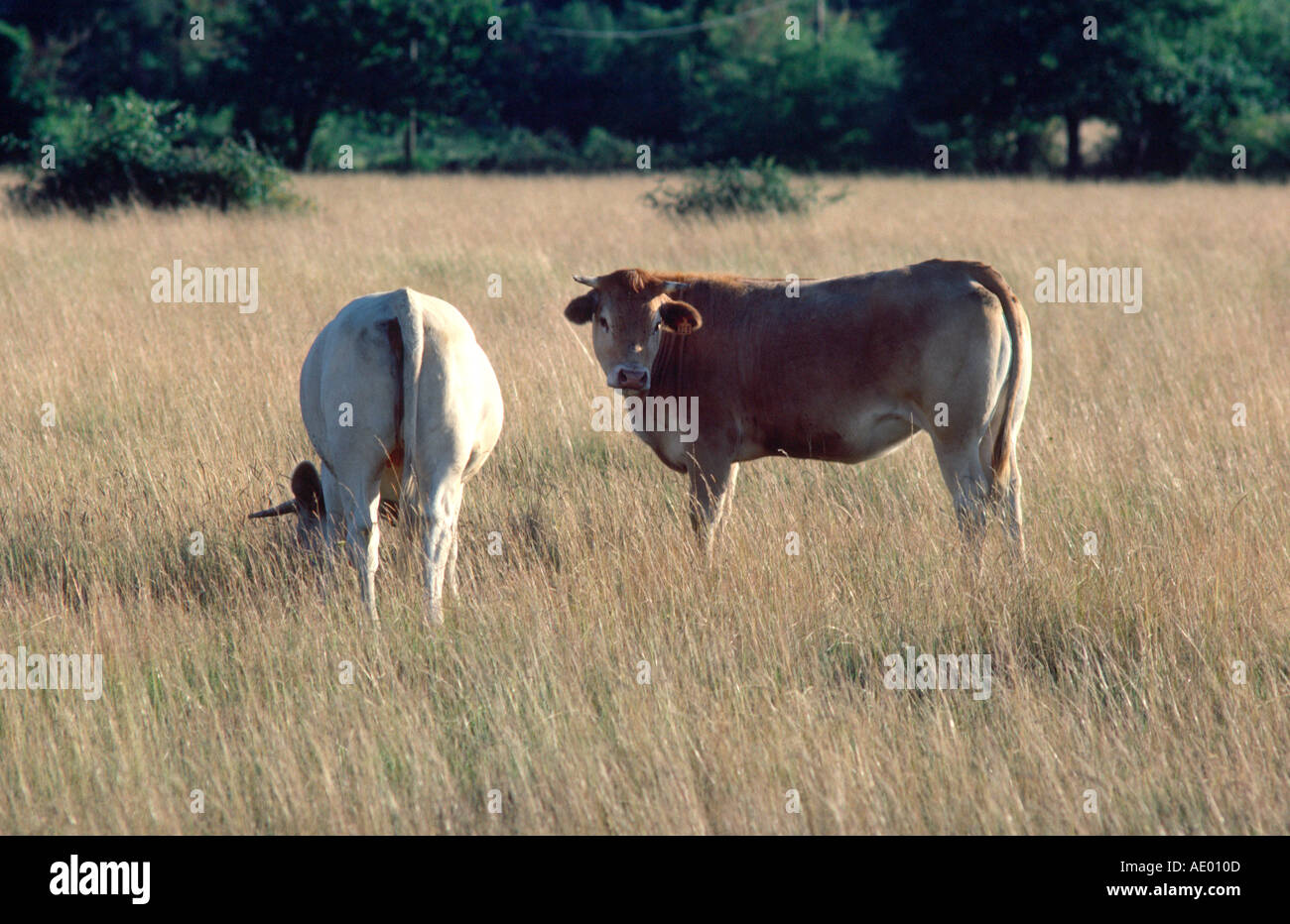 Rinder auf der Weide cows on willow in summer Stock Photo - Alamy