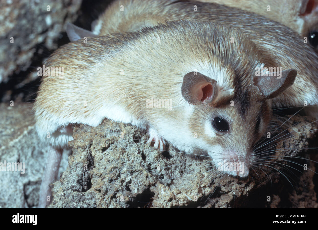 Egyptian Spiny Mouse