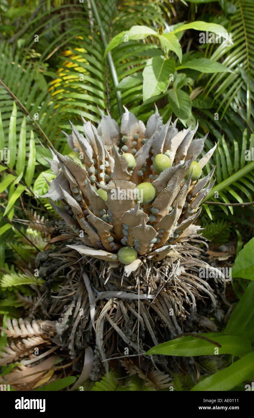 Zamia Female part Stock Photo - Alamy