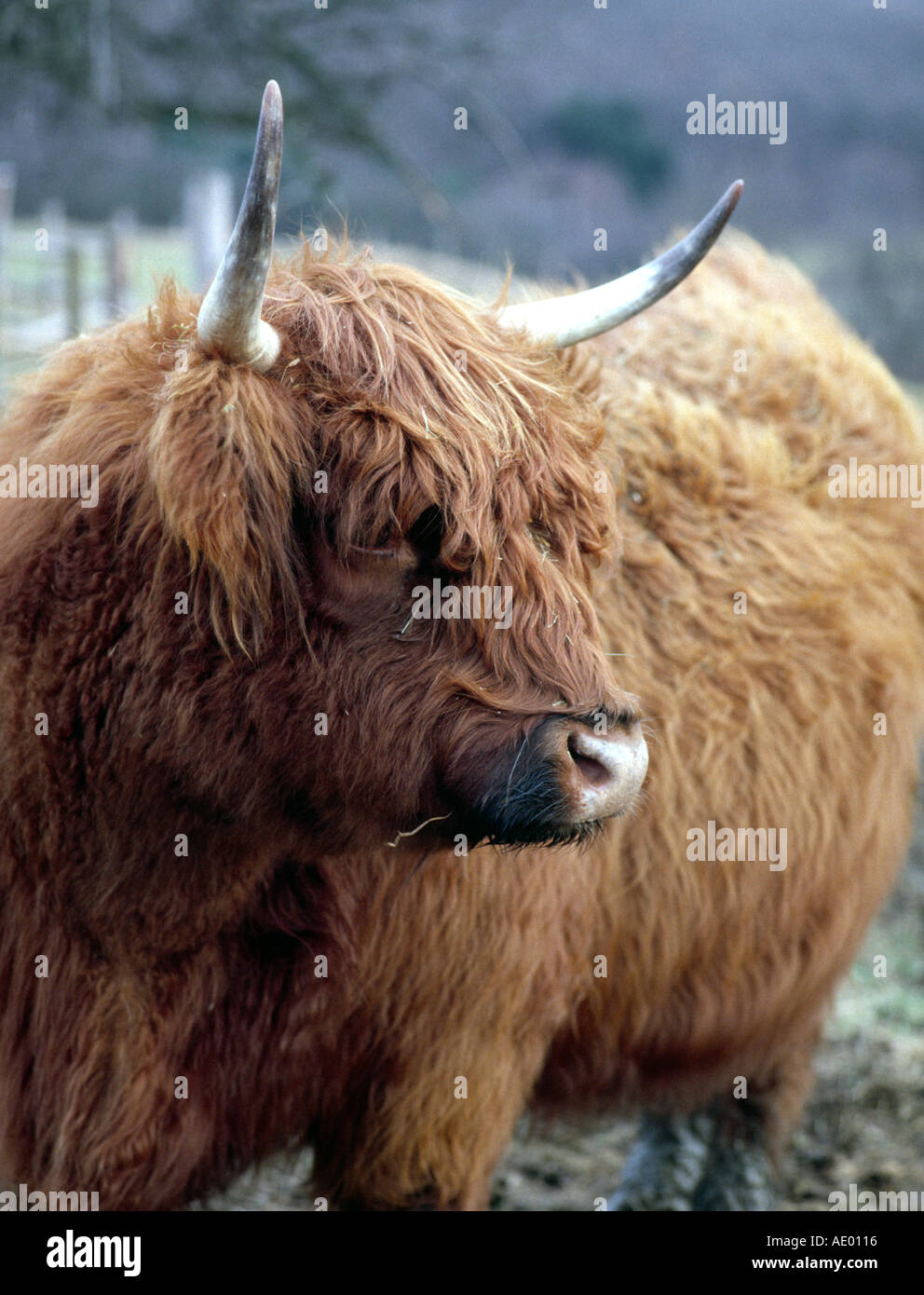 Schottisches Hochlandrind Scottish highland cow Stock Photo - Alamy
