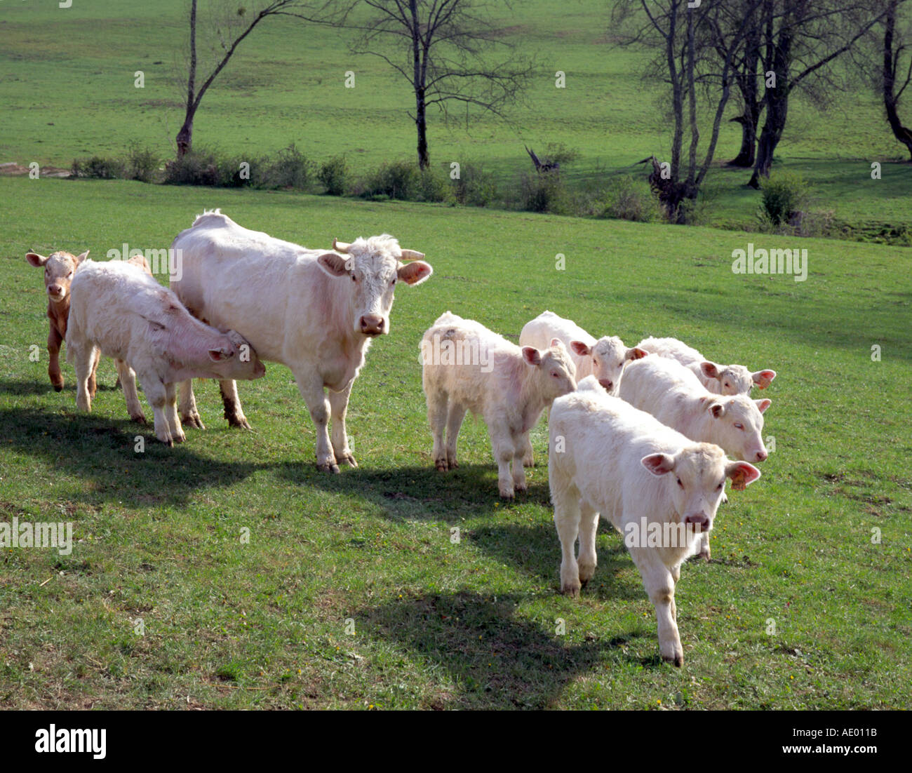 Charolais Rinderherde auf Fruehlingswiese Charolais cows on the willow ...