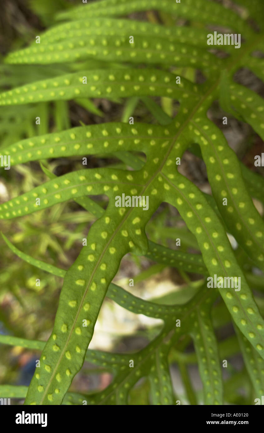 Deers Foot Fern Queensland Australia Stock Photo - Alamy