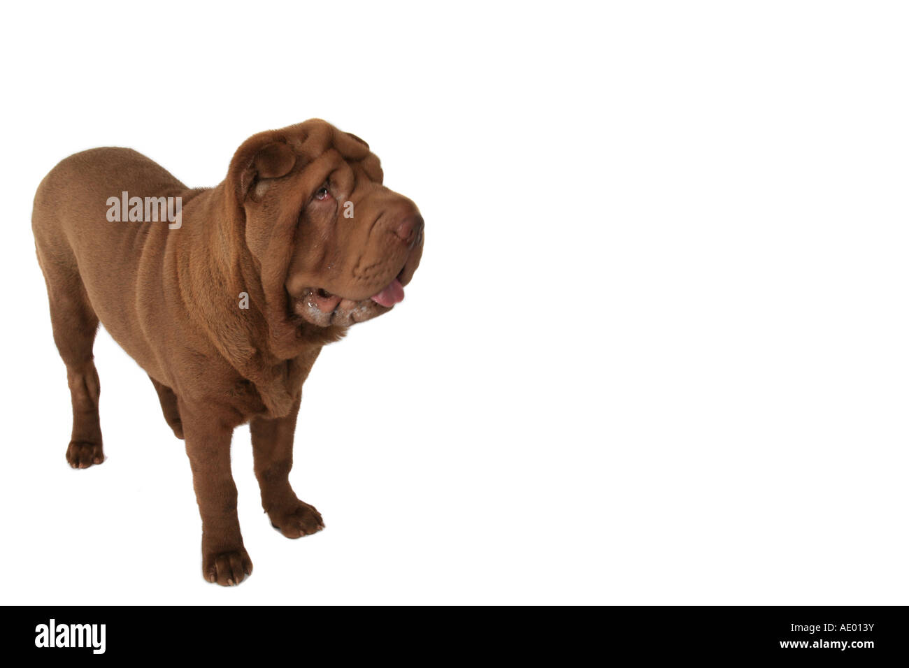 Shar Pei, Chinese Shar-Pei (Canis lupus f. familiaris), standing Stock ...