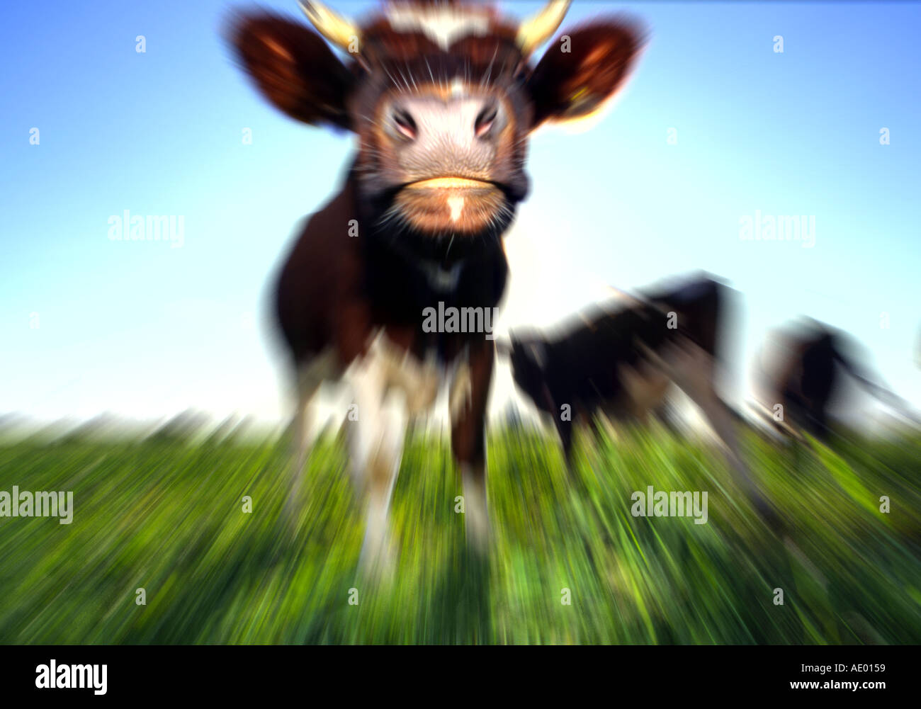 Angriff cow attack Stock Photo - Alamy