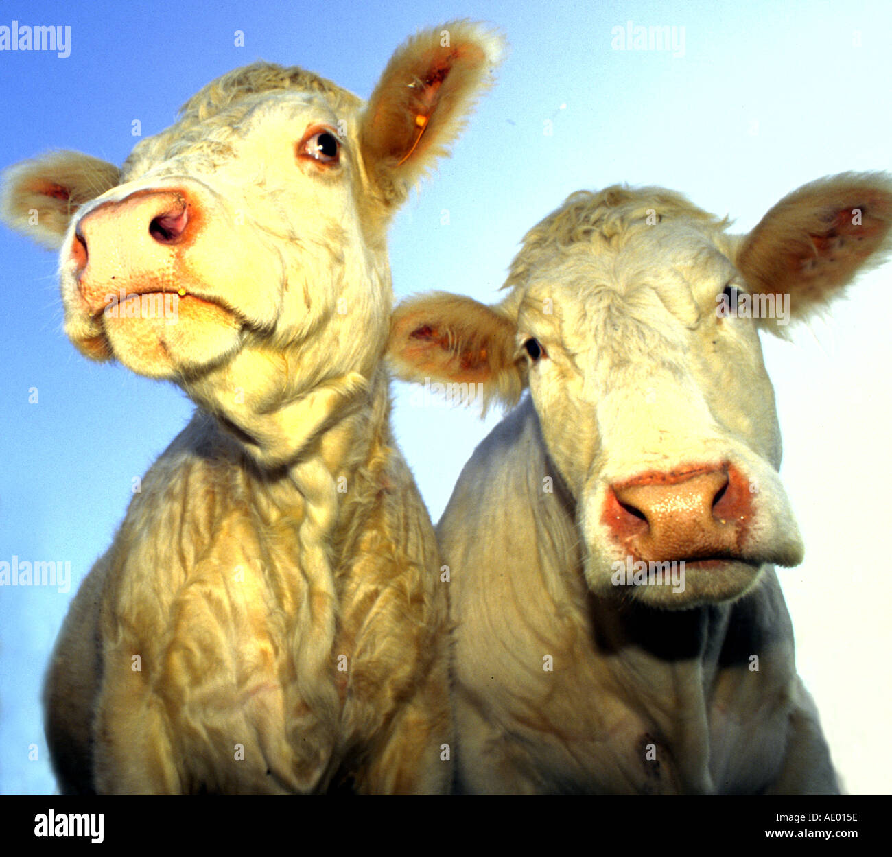 Traurige Kuehe two cows looking sad Stock Photo - Alamy