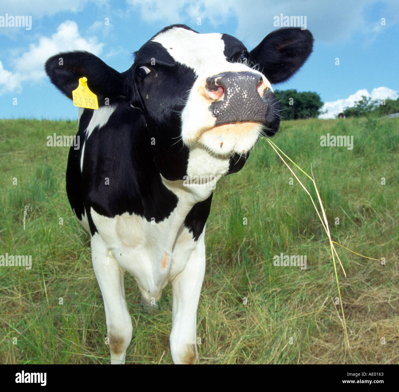 Kuh kalb feld hi-res stock photography and images - Alamy