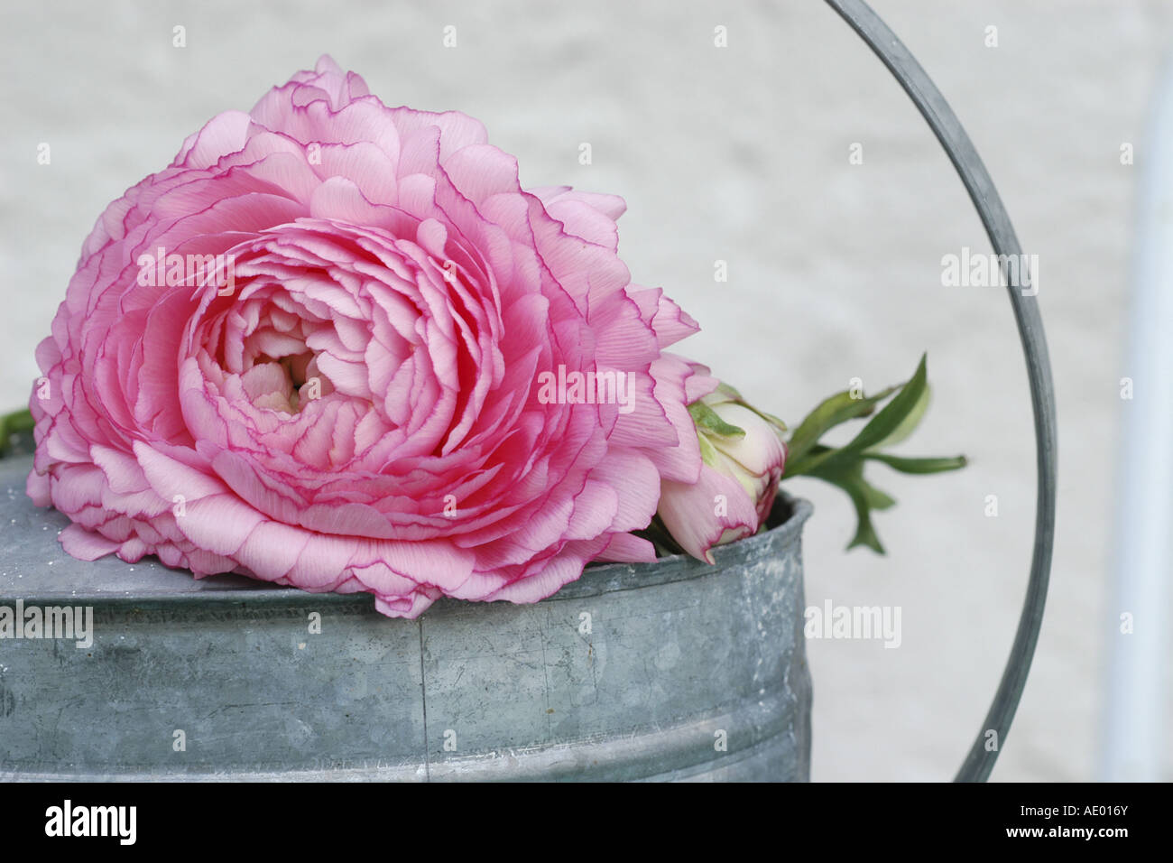 Buttercup (Ranunculus.asiaticus, Bloomingdale-Hybride), Buttercupflower ...