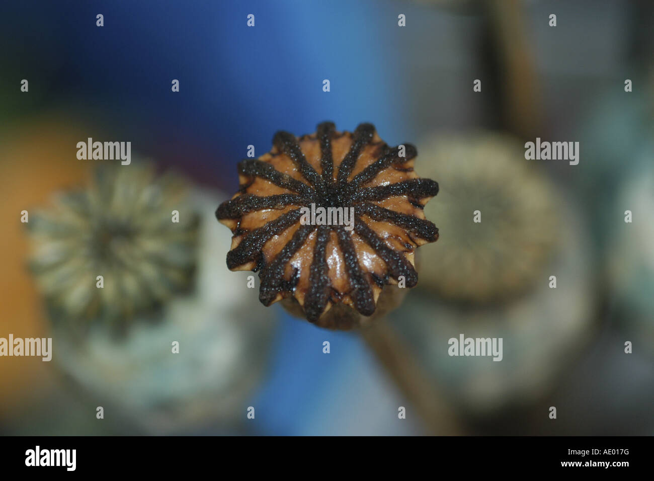 opium poppy (Papaver somniferum), capsules, Germany Stock Photo - Alamy