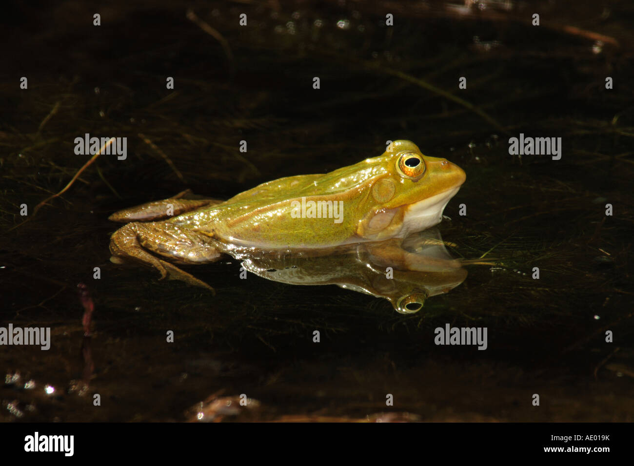 European edible frog, common edible frog (Rana kl. esculenta, Rana ...