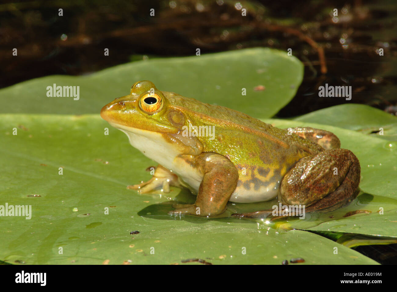 European edible frog, common edible frog (Rana kl. esculenta, Rana ...