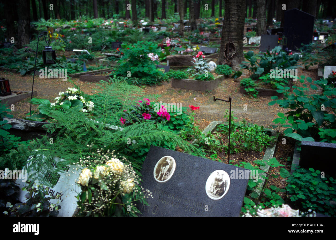 Dog gravestone hi-res stock photography and images - Alamy
