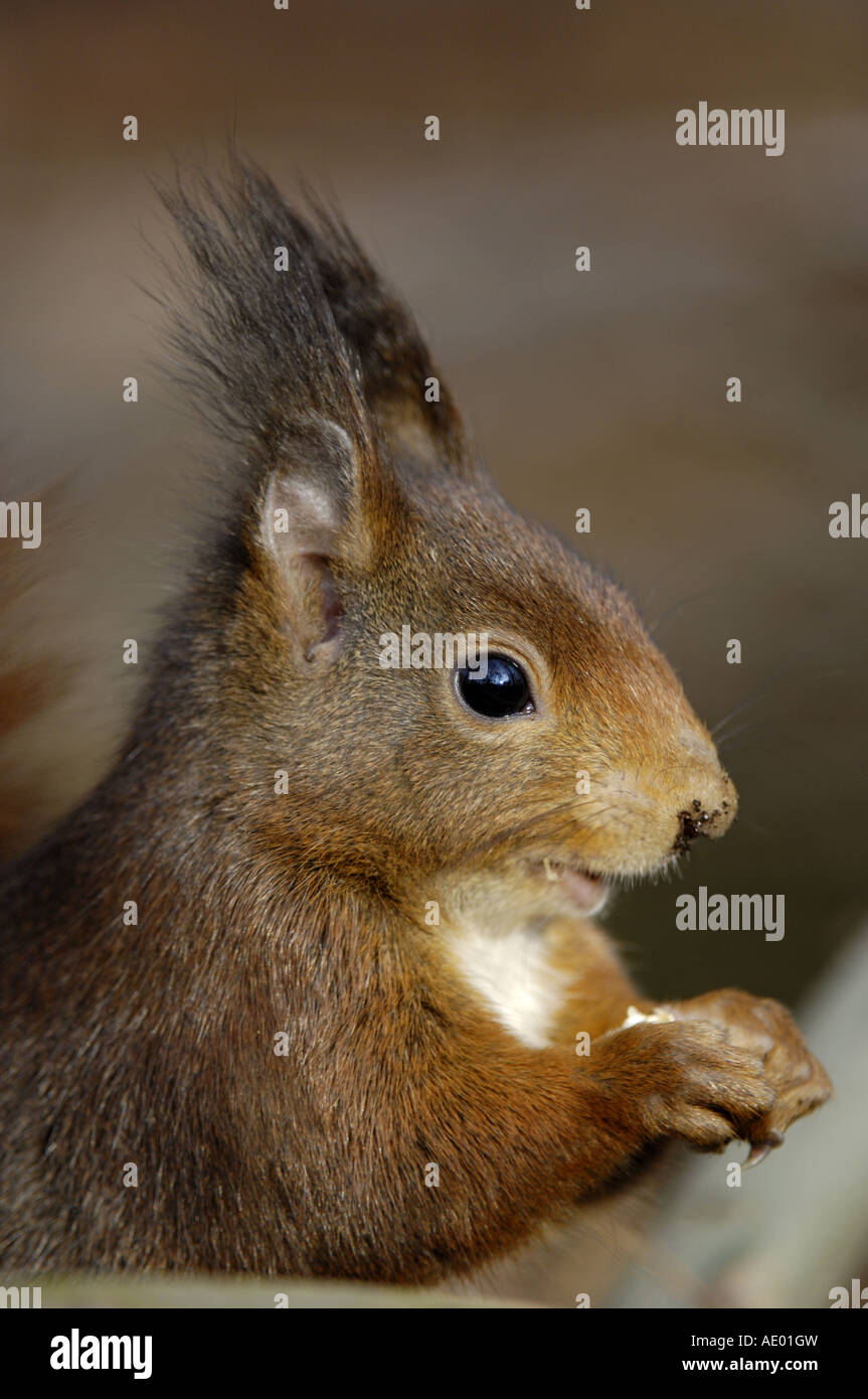 European red squirrel, Eurasian red squirrel (Sciurus vulgaris ...