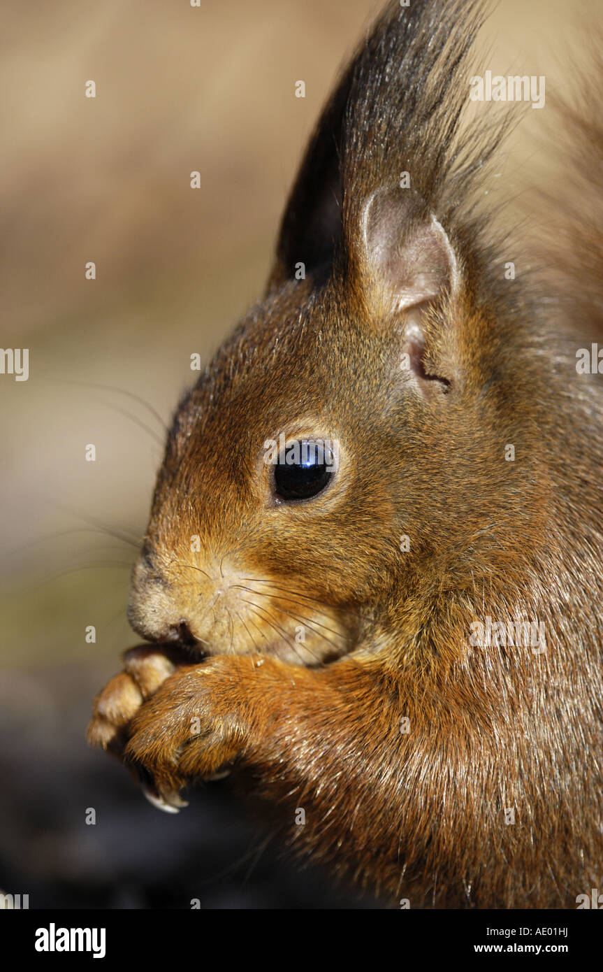 European red squirrel, Eurasian red squirrel (Sciurus vulgaris ...