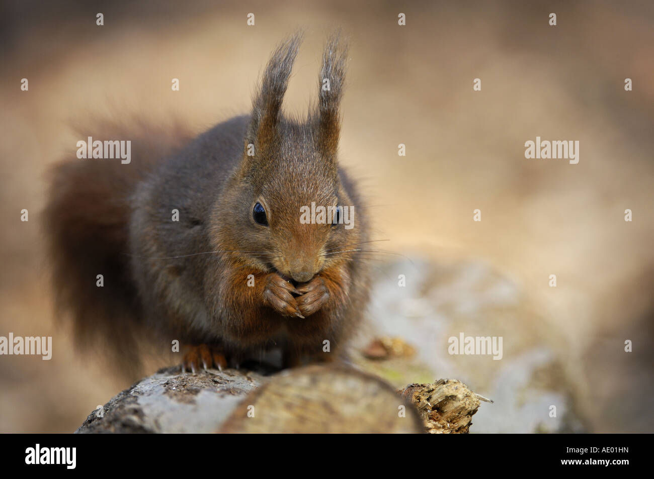 European red squirrel, Eurasian red squirrel (Sciurus vulgaris ...