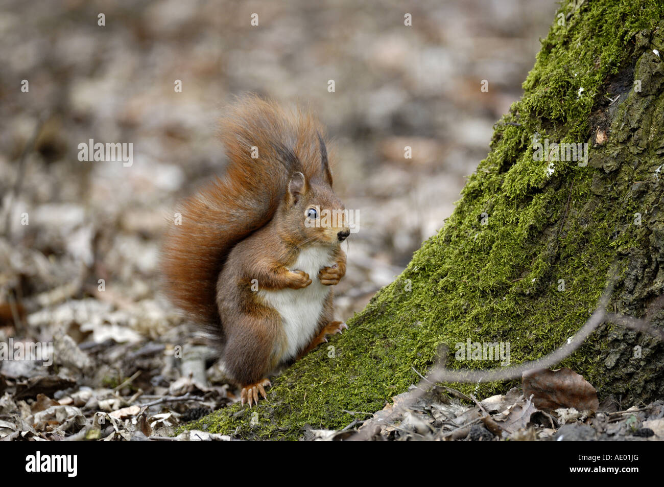 European red squirrel, Eurasian red squirrel (Sciurus vulgaris ...