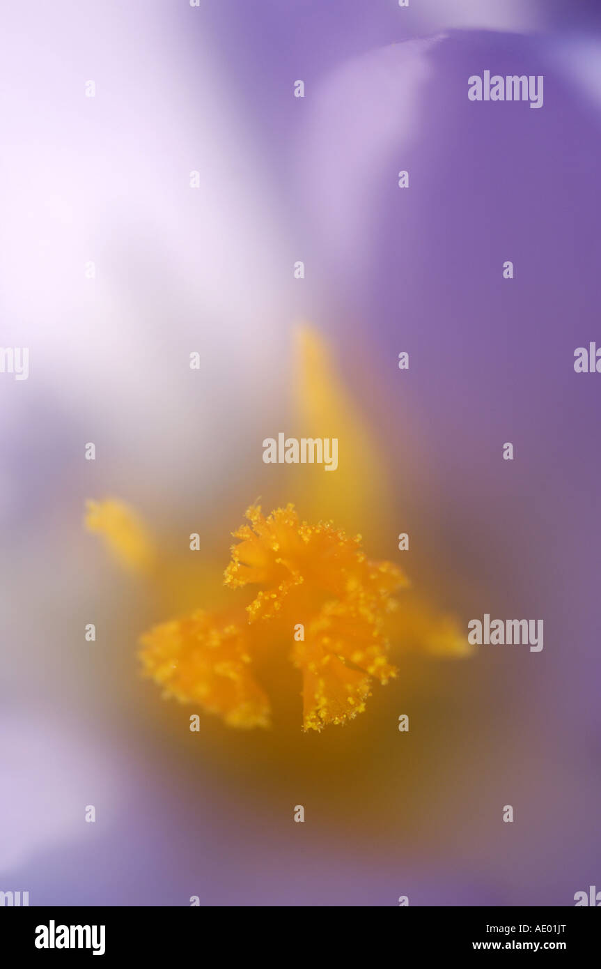 Double organs hi-res stock photography and images - Alamy