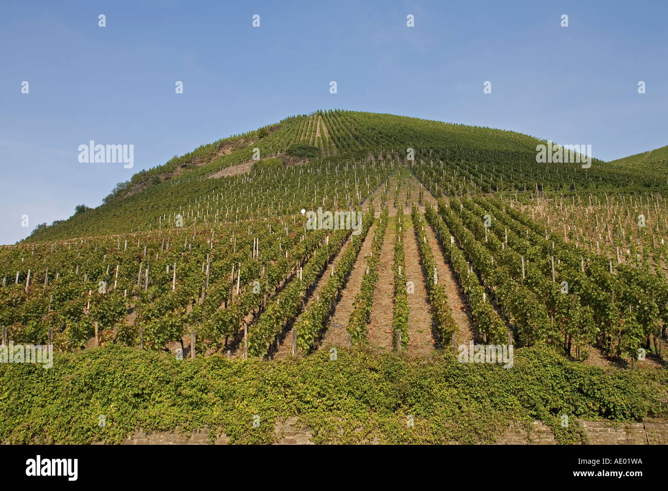 Vineyard Marienthal an der Ahr Marienthal Bad Neuenahr Ahrweiler ...