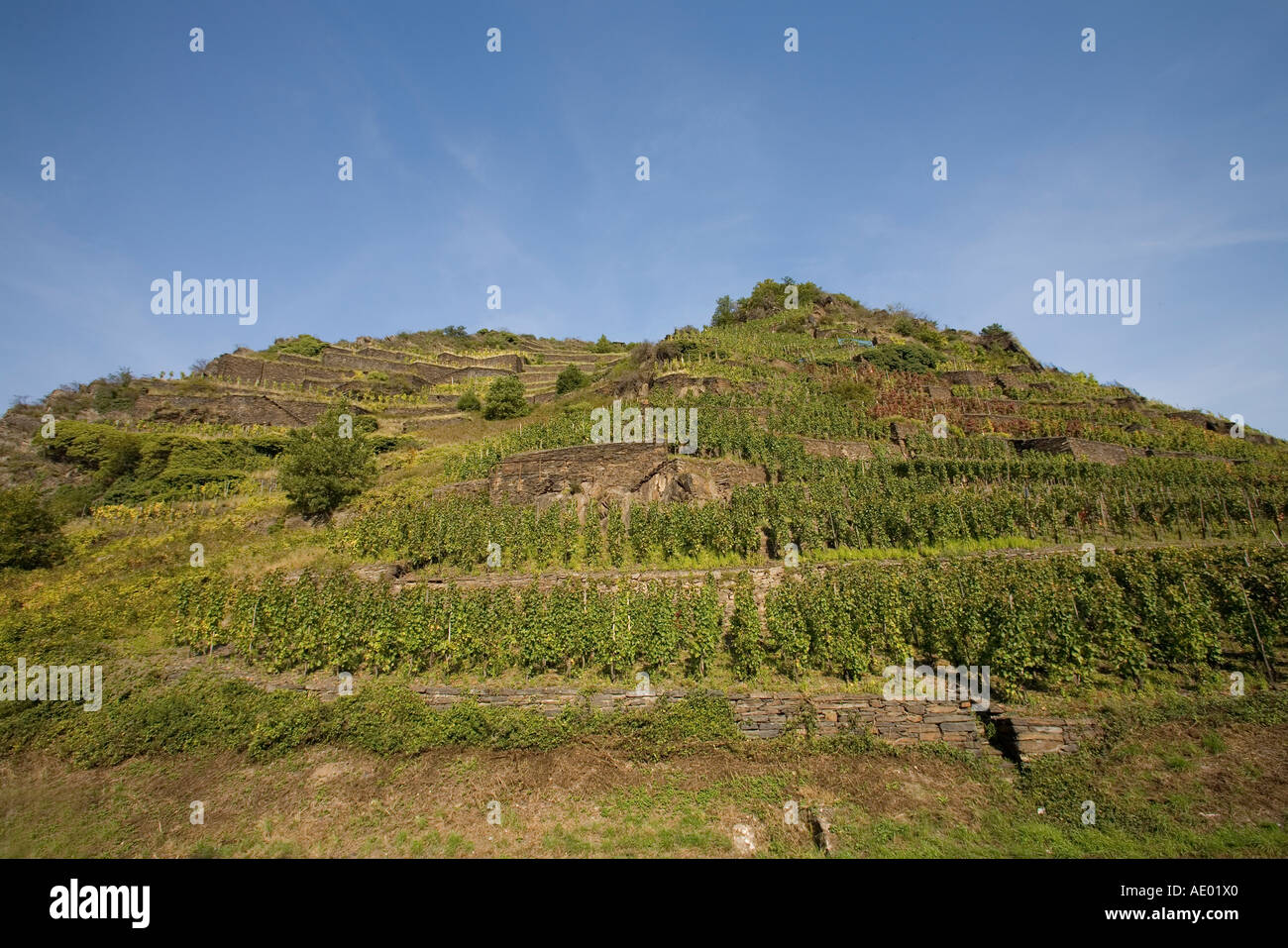 Vineyard Marienthal an der Ahr Marienthal Bad Neuenahr Ahrweiler ...