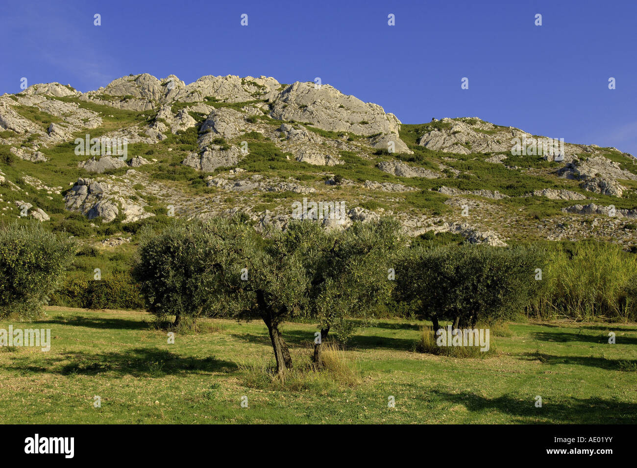 olive tree (Olea europaea ssp. sativa), olive grove, France Stock Photo ...