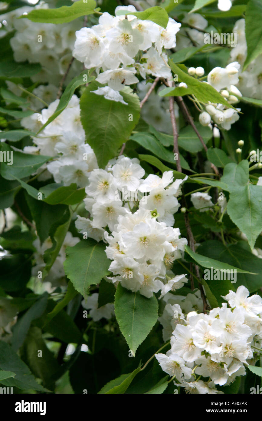 Hoheria hi-res stock photography and images - Alamy